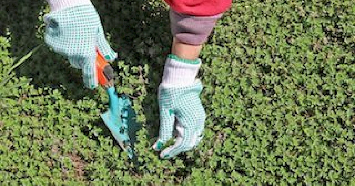 Organic Weed Control Methods | Custom Weed and Pest Control