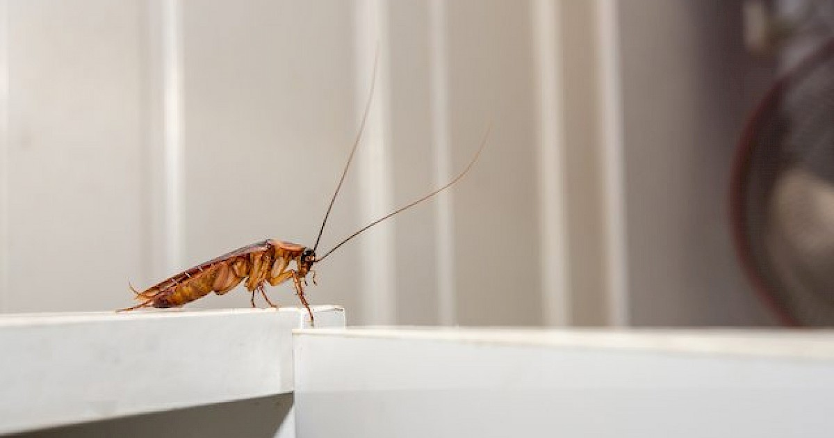 Best Ways to Eliminate Kitchen Pest | AZ Pest Control