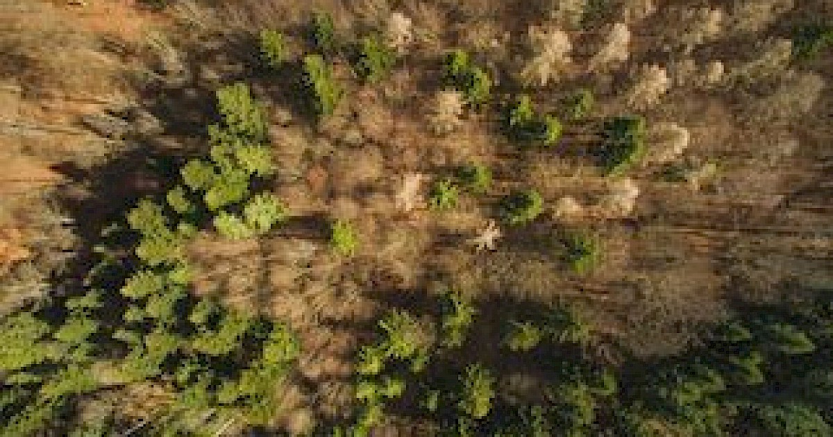 Can Pine Tree Flagging be Reversed? | Tree Consultations