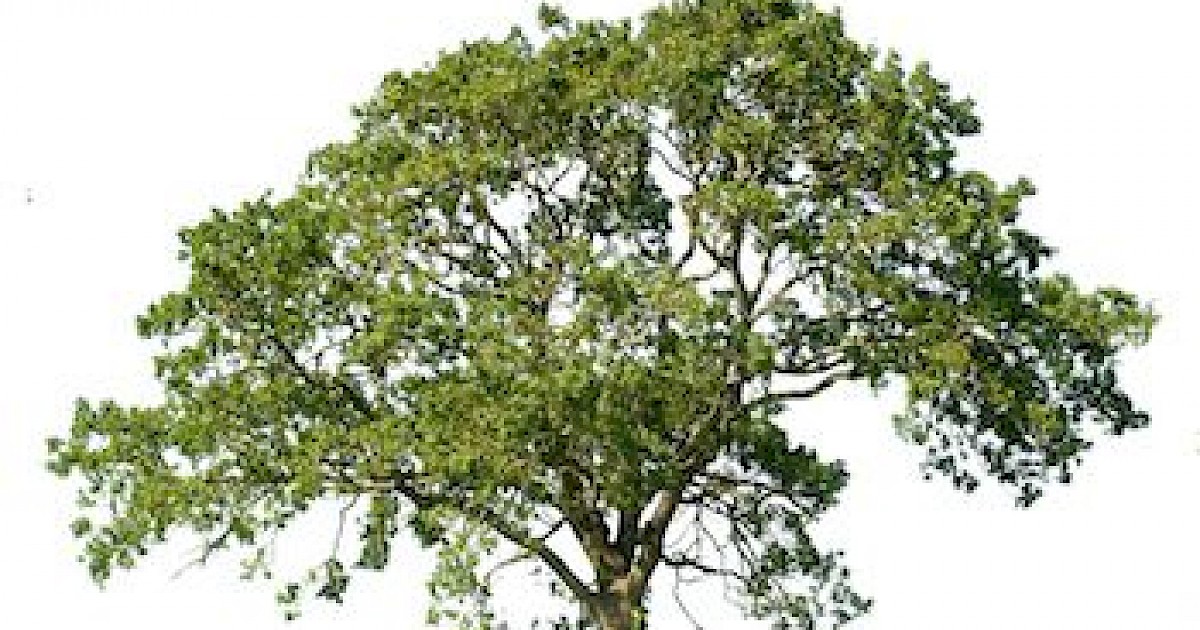 How to Slow Down Tree Growth to Help it Thrive