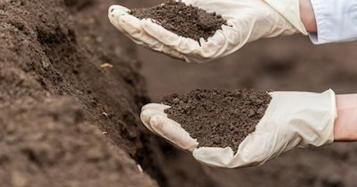 Soil Preparation for an Arizona Garden | Plant & Tree Health