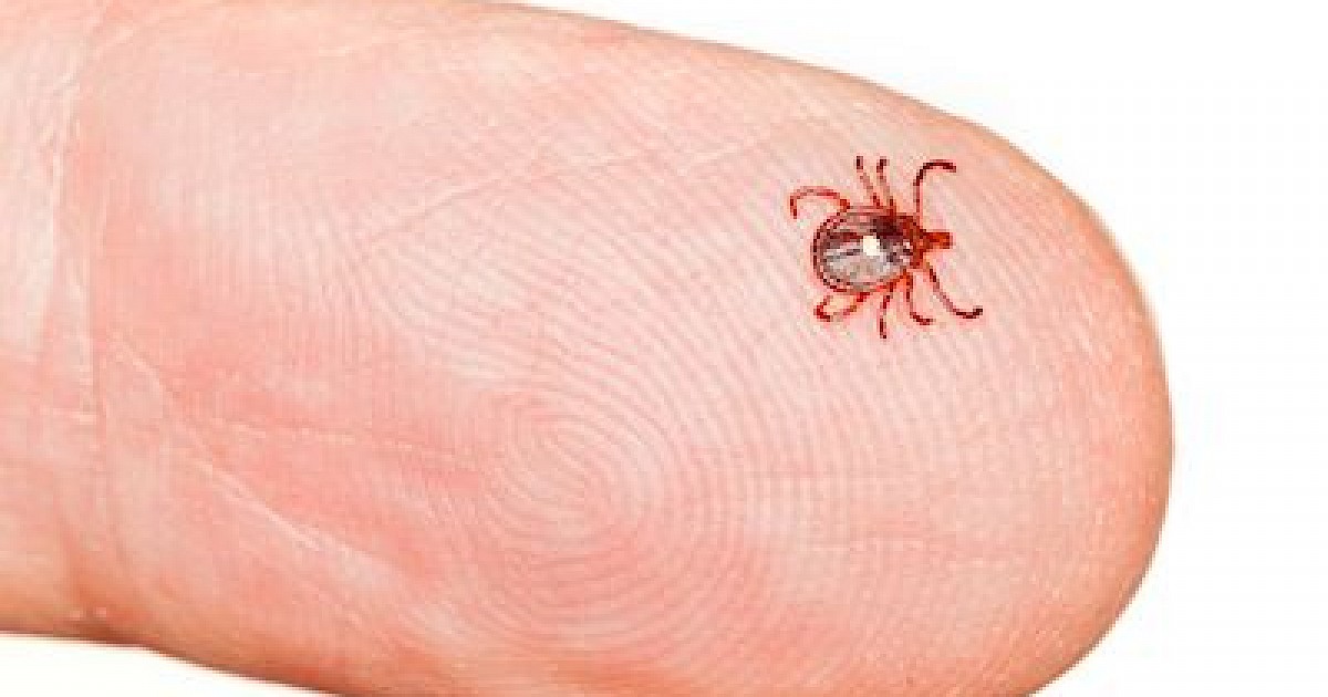 Keeping Ticks Away During Summer Months | AZ Pest Control
