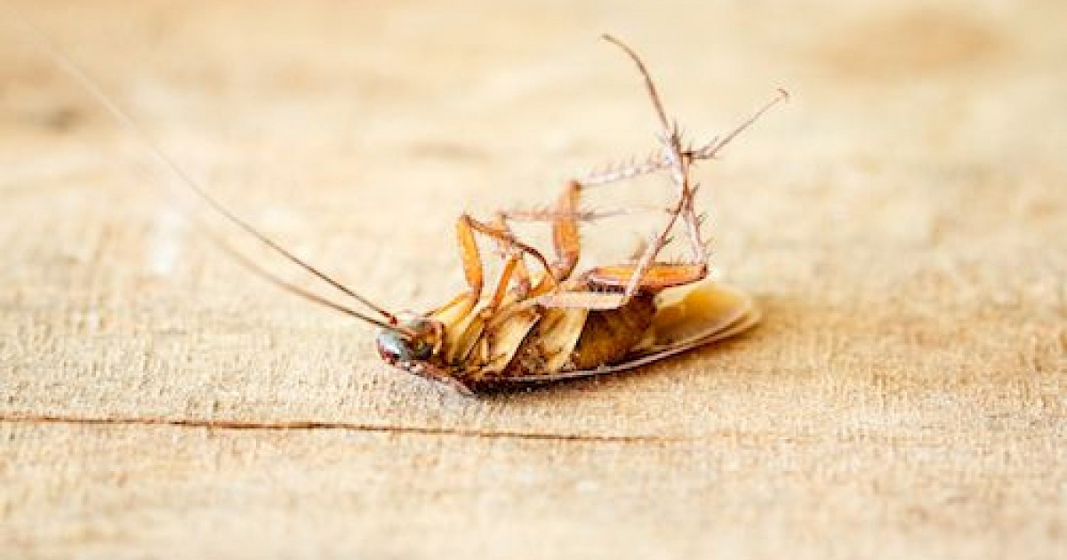 Arizona Pest Control - Spraying for Cockroaches