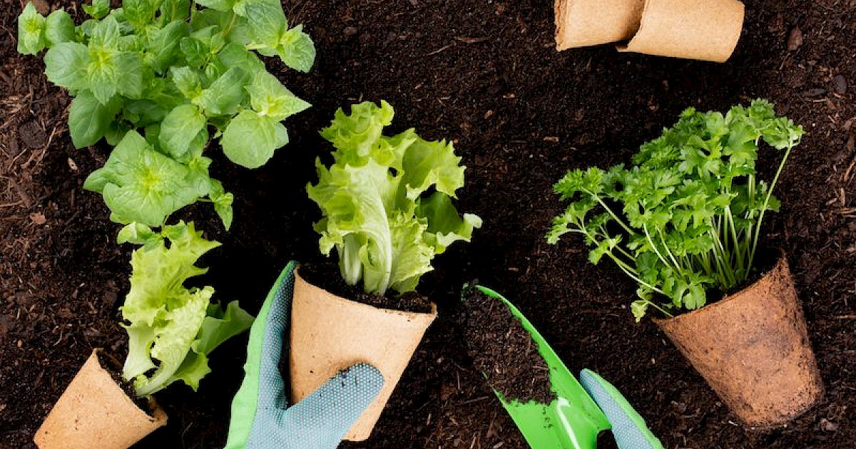 Tips to Growing Healthy Plants Despite Weather Changes