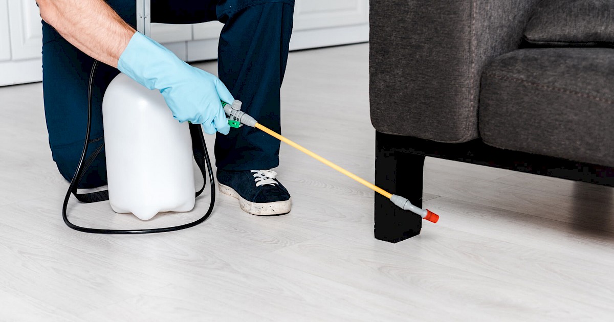 5 Steps to Finding an Affordable Pest Control Service