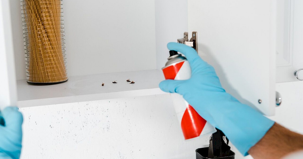 6 Reasons Why DIY Pest Control Treatments Don’t Work