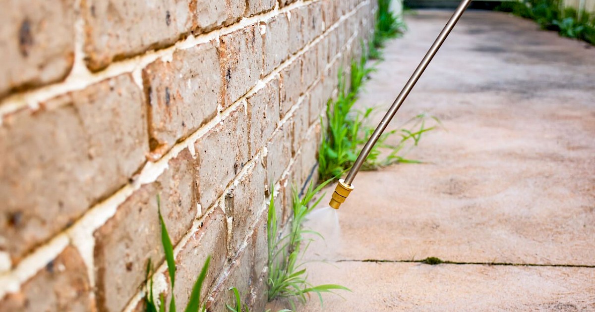 How to Get Rid of Tough Weeds | Phoenix Weed Control