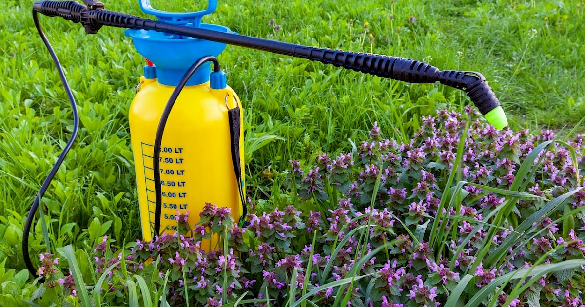 Top Reasons to Apply Pre-Emergent Weed Spray This Summer