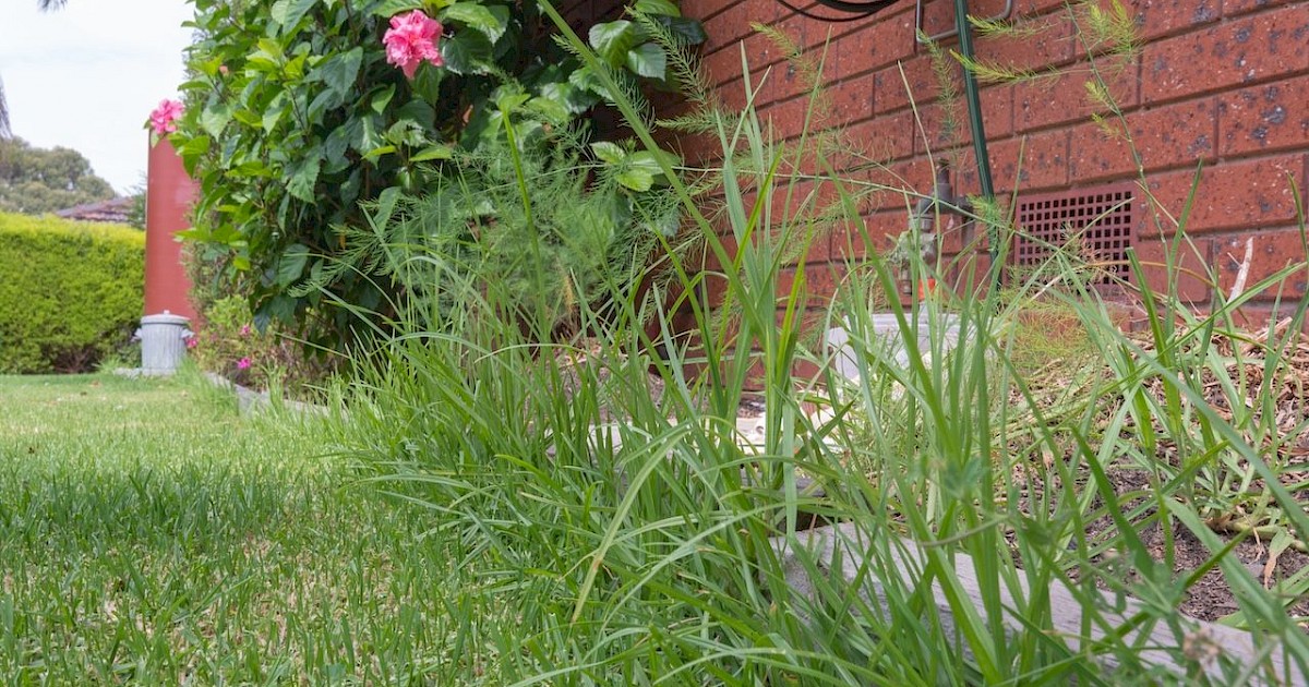 Arizona Seasonal Weed Control Tips for Every Time of Year