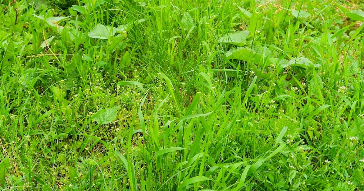 Best Ways to Eliminate Overgrown Weeds and Reclaim Your Yard